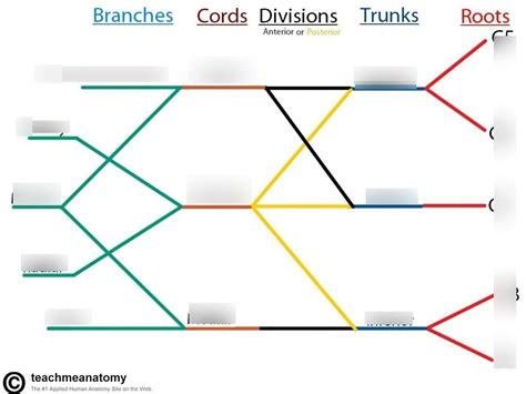 Plexus Diagram Quizlet