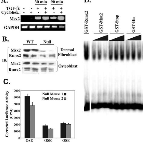 Runx2 Is Expressed In Mouse Primary Dermal Fibroblasts And Osteoblasts Download Scientific