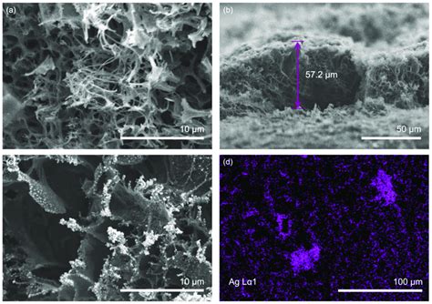 Sem Micrographs A Top View Of Lig B Cross Sectional View Of Lig