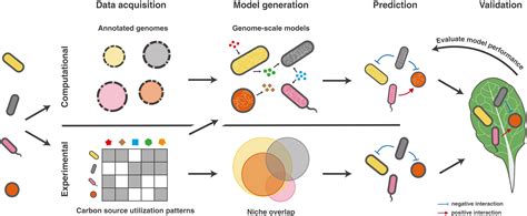 Metabolic Interaction Models Recapitulate Leaf Microbiota Ecology Science