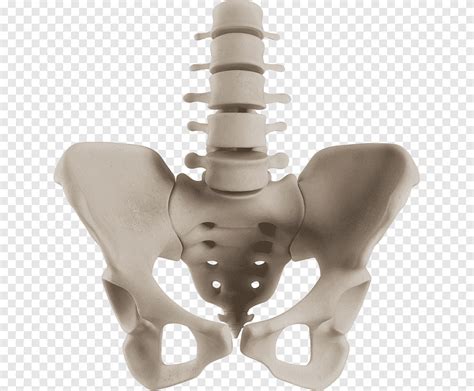 해부학 인체 인체 골격 여성 생식 기관 장기 외 기타 생물학 Png Pngegg