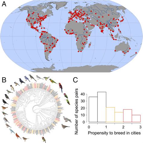 Species Interactions Limit The Occurrence Of Urban Adapted Birds In Cities Pnas