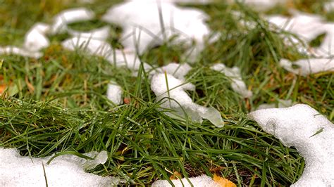 Winter Lawn Care Tips For Homeowners In Chippewa Falls And Altoona