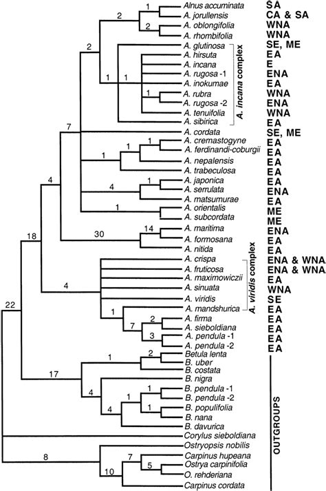 Strict Consensus Tree Of 18 Trees Of 335 Steps Numbers Above Branches