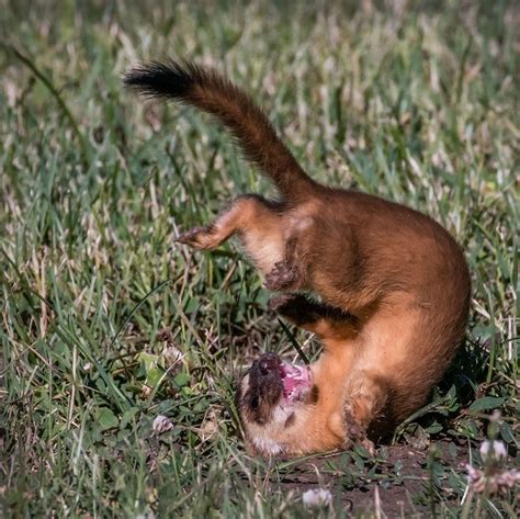 2020 Photo Contest Winners Wildcare