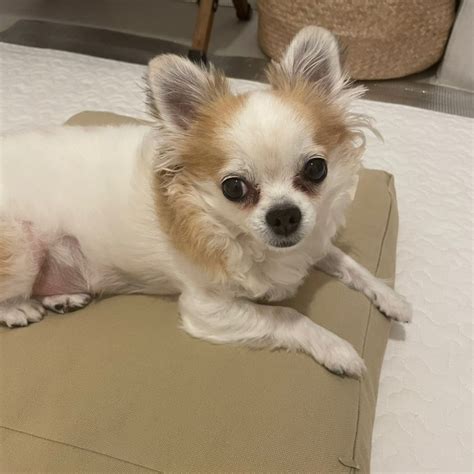 国民健康保険料の還付金請求 社会不適合女とチワワの暮らし