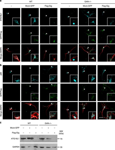 Early And Late Autophagy Steps Are Rescued By Lentiviral Gigaxonin In