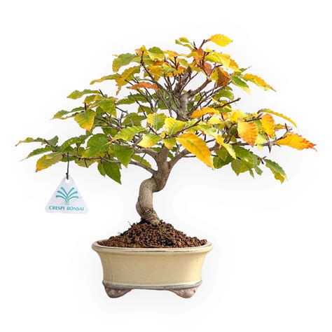 Fagus Crenata Japanese Beech 35 Cm