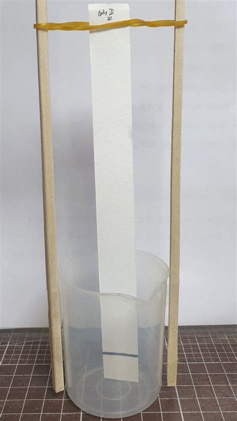 종이 크로마토그래피 무지개꽃 색소분리 모세관현상 네이버 블로그