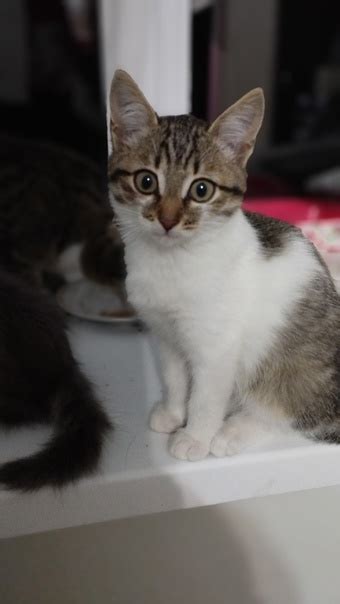 Марла Маруся Ласковущаяяяяяя Чистенькая Очень спокойная Деликатная тактичная малышка Ей