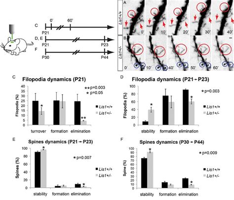 In Vivo Two Photon Time Lapse Imaging In Adolescent And Young Adult