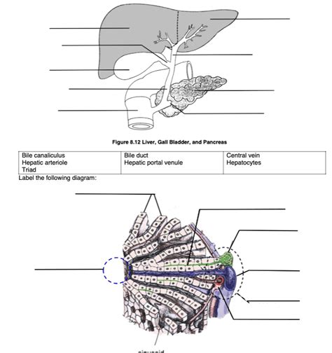 Liver Gallbladder Pancrease Lab Diagram Quizlet