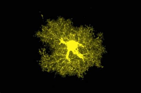 Not All Astrocytes In The Brain Are The Same Neuroscience News