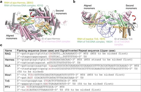 Interactions Of The β4 β5 Loop With Different Dnas A B Detailed