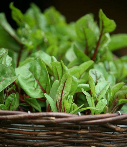 Mmmmarvelous Swiss Chard Strathcona 1890