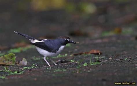 Sunda Forktail Alchetron The Free Social Encyclopedia
