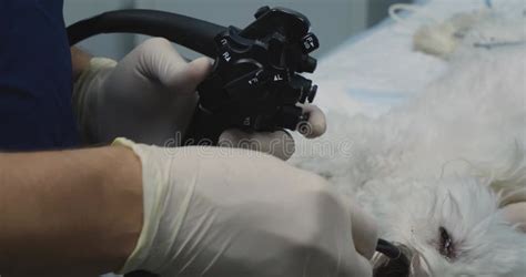 The Doctor S Gloved Hand Turns The Endoscope Control Wheel The Doctor Directs The Probe From