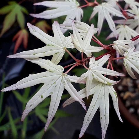 15 Ukigumo Japanese Maple Tree Seeds Variegated Japanese Maple Acer