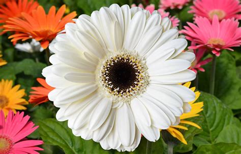 White Gerbera Daisy