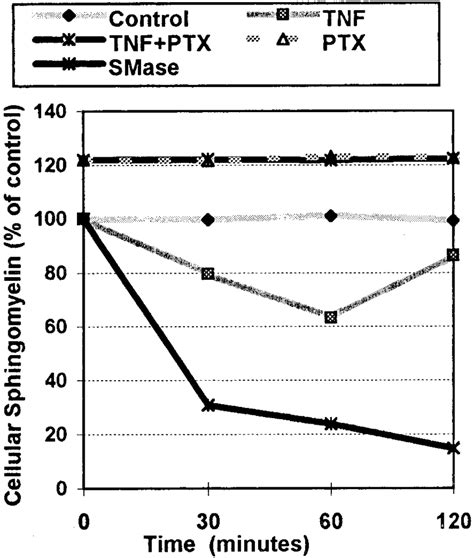 Pretreatment Of Cells With Ptx Inhibits Tnf A Induced De Download Scientific Diagram