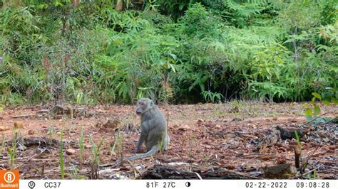 ស្វាក្តាម គឺជាប្រភេទសត្វ ដែលចូលចិត្តរស់នៅជាហ្វូងតាមតំបន់ព្រៃលិចទឹក តំបន់ព្រៃភ្នំ តំបន់ព្រៃកោងកាង