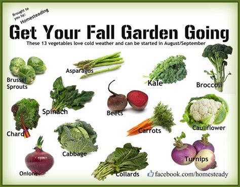 Vegetables To Plant In Texas In September Cold Weather Loving