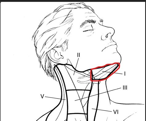 Лимфоузлы на подбородке расположение схема у взрослых