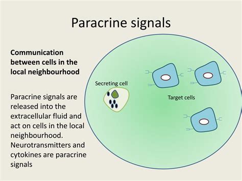 Paracrine Signaling In Cancer Cells At Mandy Mason Blog