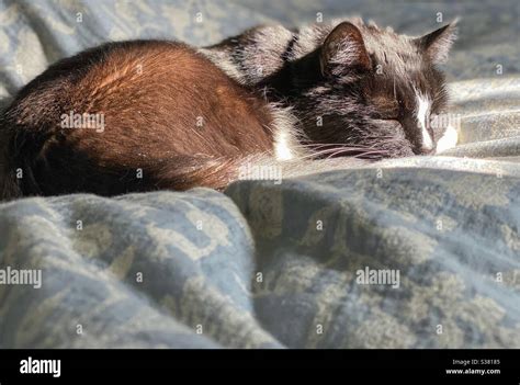 Tuxedo Cat Sleeping In Sunlight On A Bed With A Blue And White