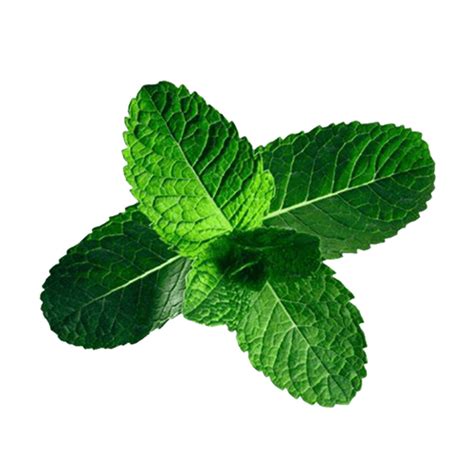Peppermint Oil Odour Fresh At Best Price In New Delhi Sri Kunj