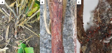 Red Crown Rot Of Soybean What To Do If You Suspect It Is In Your Field Purdue University Pest
