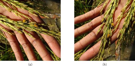 Figure 7 From Identification And Recognition Of Rice Diseases And Pests
