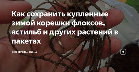 Как сохранить купленные зимой корешки флоксов астильб и других растений в пакетах Цветочная