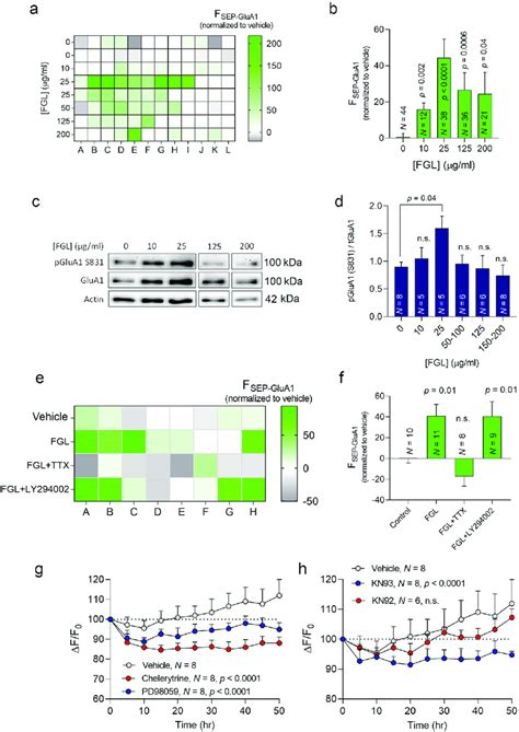 Fortis Can Detect The Activity Of The Cognitive Enhancer Fgl A Heat Download Scientific