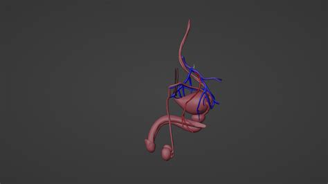 ♂️ 3d model of male reproductive system and veins・ stl file for ・cults
