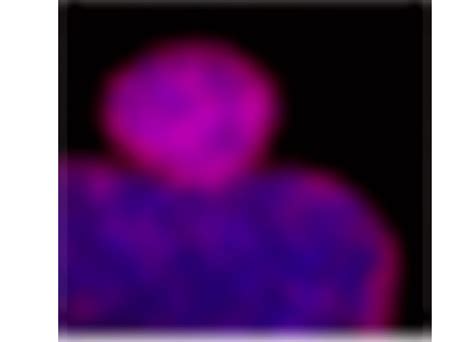 Multiphoton Microscope Two Level Systems