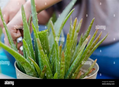 Woman In Home Garden Removing Dead Leaves Of Aloe Vera Plant Stock