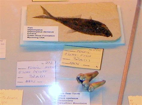 Fossils Gem And Lapidary Council Of Nsw