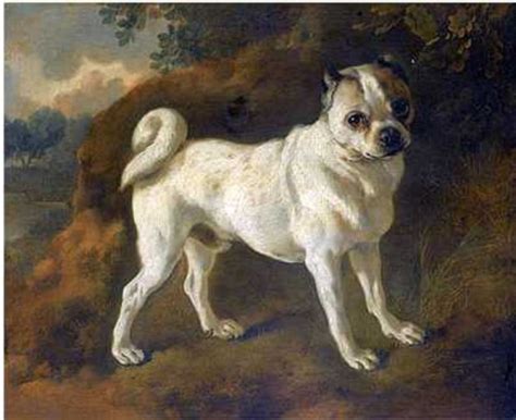 18th Century Pugs Pug Dog Passion