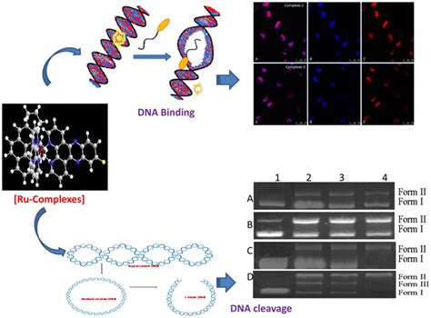 Synthesis Characterization And Dna Binding Photocleavage Cytotoxicity Cellular Uptake