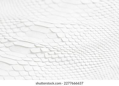 White Python Over Royalty Free Licensable Stock Photos Shutterstock