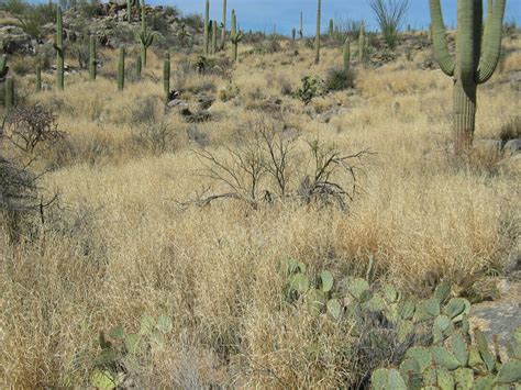 Resilient Landscapes Program Funding To Help Combat S Az Buffelgrass