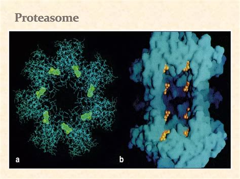 Antigen Processing Presentation PPT