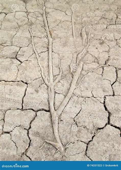 Tree Roots Ground Texture Stock Photos Free Royalty Free Stock Photos From Dreamstime