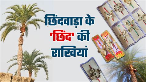 भई क कलई म बधग आदवसय क अनख डर छद क पतत वल रखय दनय भर म मशहर