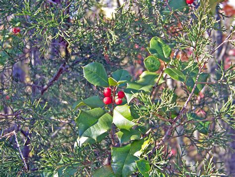 Holly