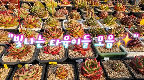 빛나는 에오니움과 내 창다육이 키핑하면 이렇게 자랍니다 시흥다육농장 키핑 회원 모집 창다육 에오니옴 Youtube