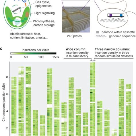 A High Throughput Screen Using The Library Identifies Many Genes With Download Scientific