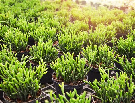 Mistletoe Cactus Guide How To Grow And Care For Rhipsalis Baccifera