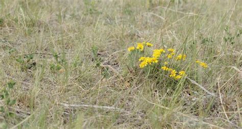 Alberta Offers New Options For Insuring Pasture Production Against Drought Stuart Chutter